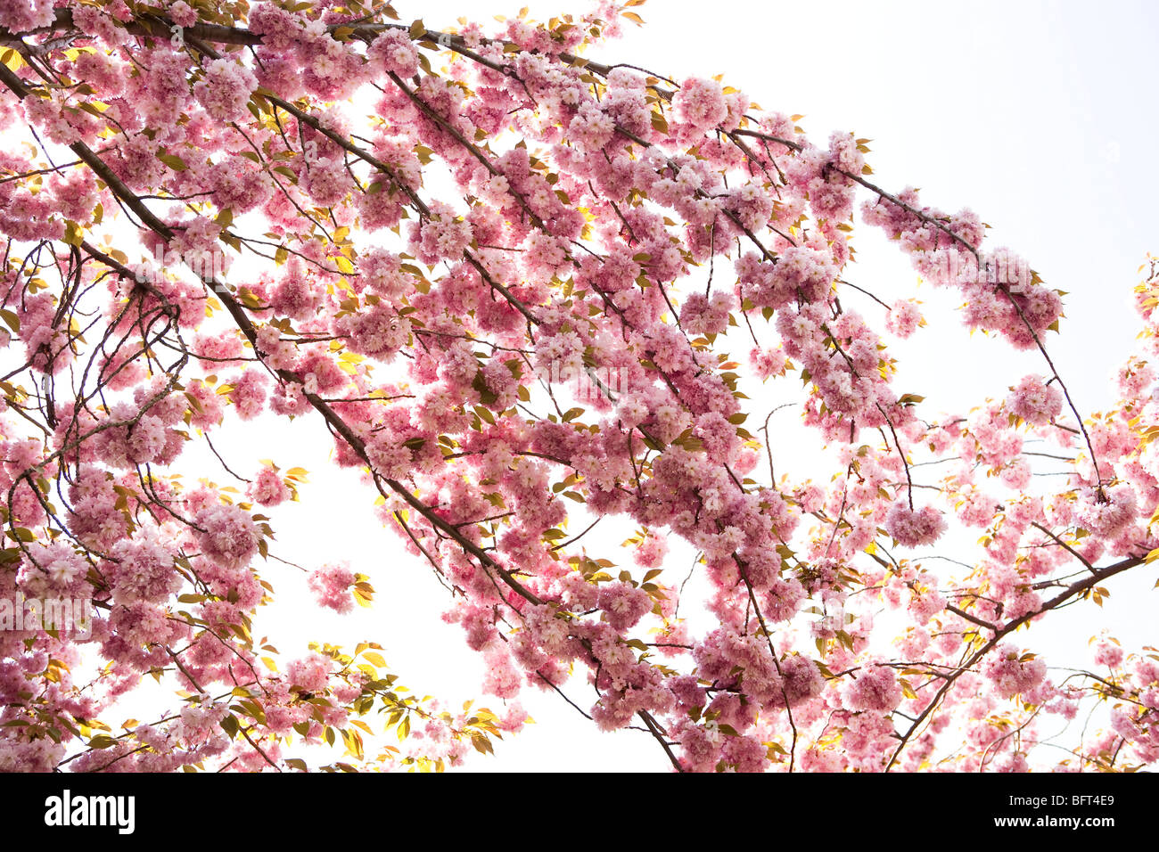 Cherry Blossom Tree, Brooklyn Botanical Gardens, New York City, New ...