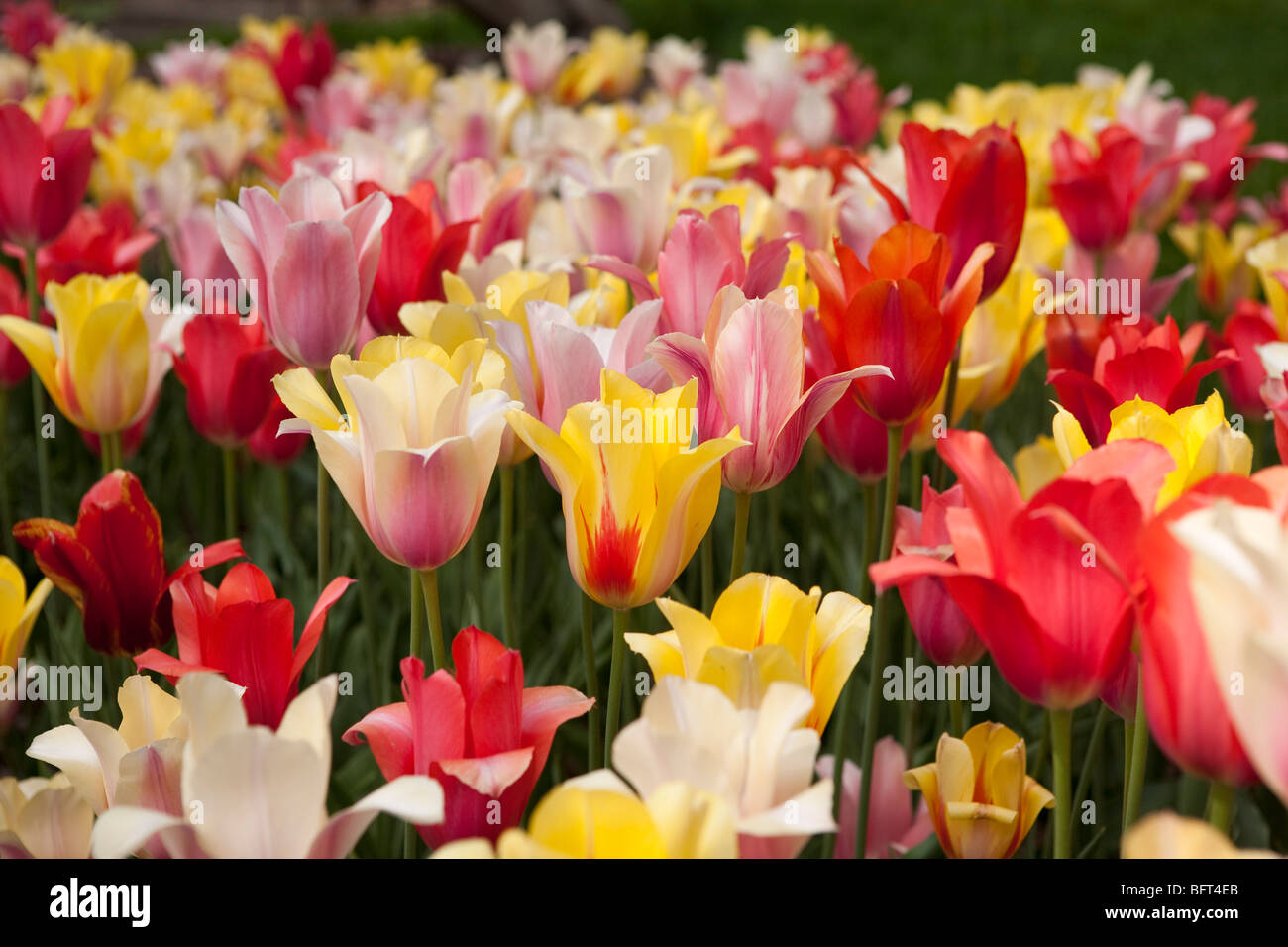 Tulips, Brooklyn Botanical Gardens, New York City, New York, USA Stock ...
