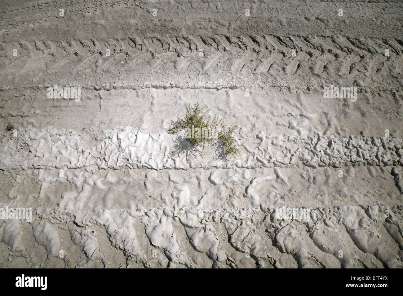 Close-up of Plant and Tire Tracks, Salt Flat, Texas, USA Stock Photo ...