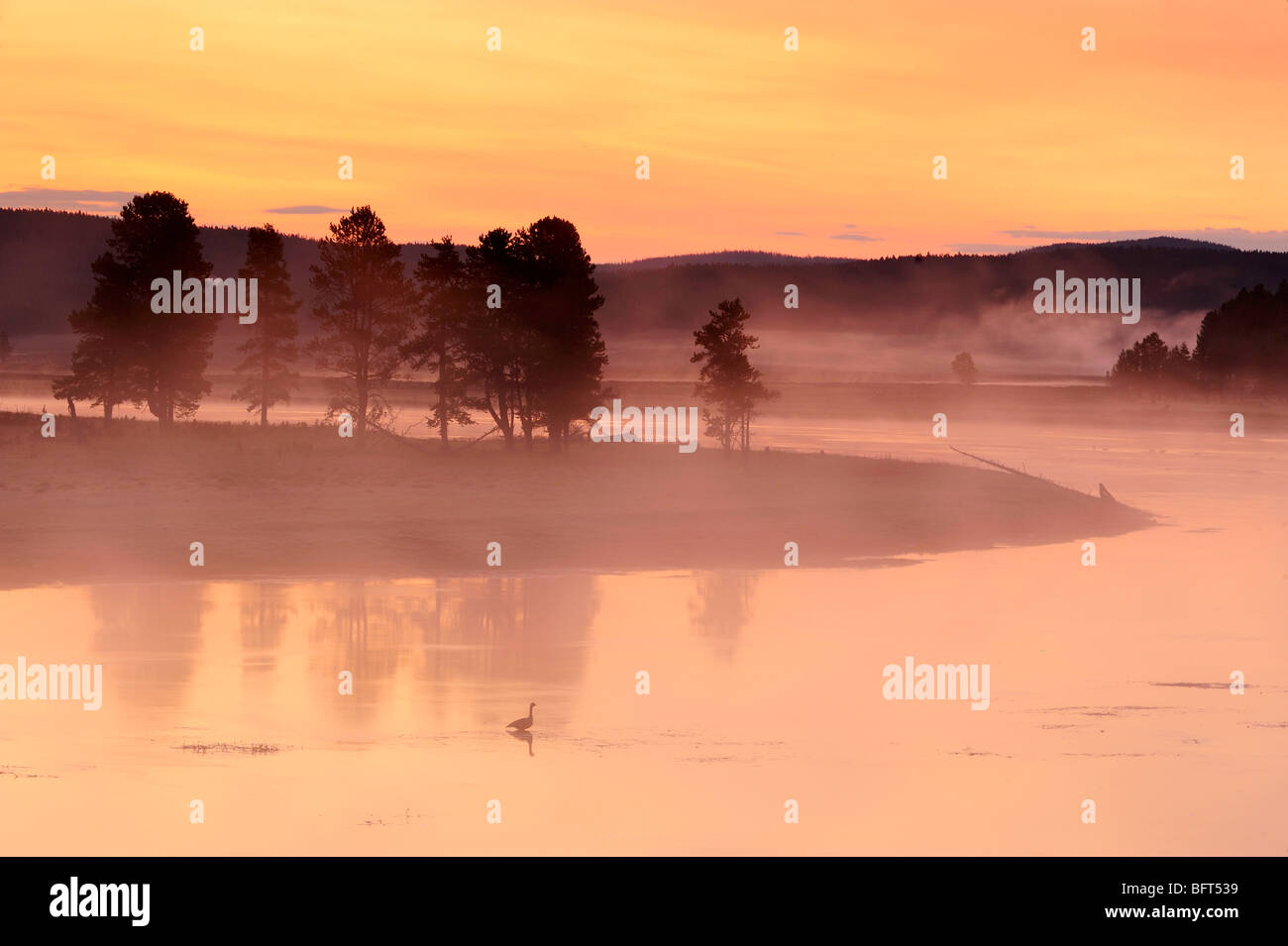 Pre-dawn skies reflected in the Yellowstone River with loafing Canada ...