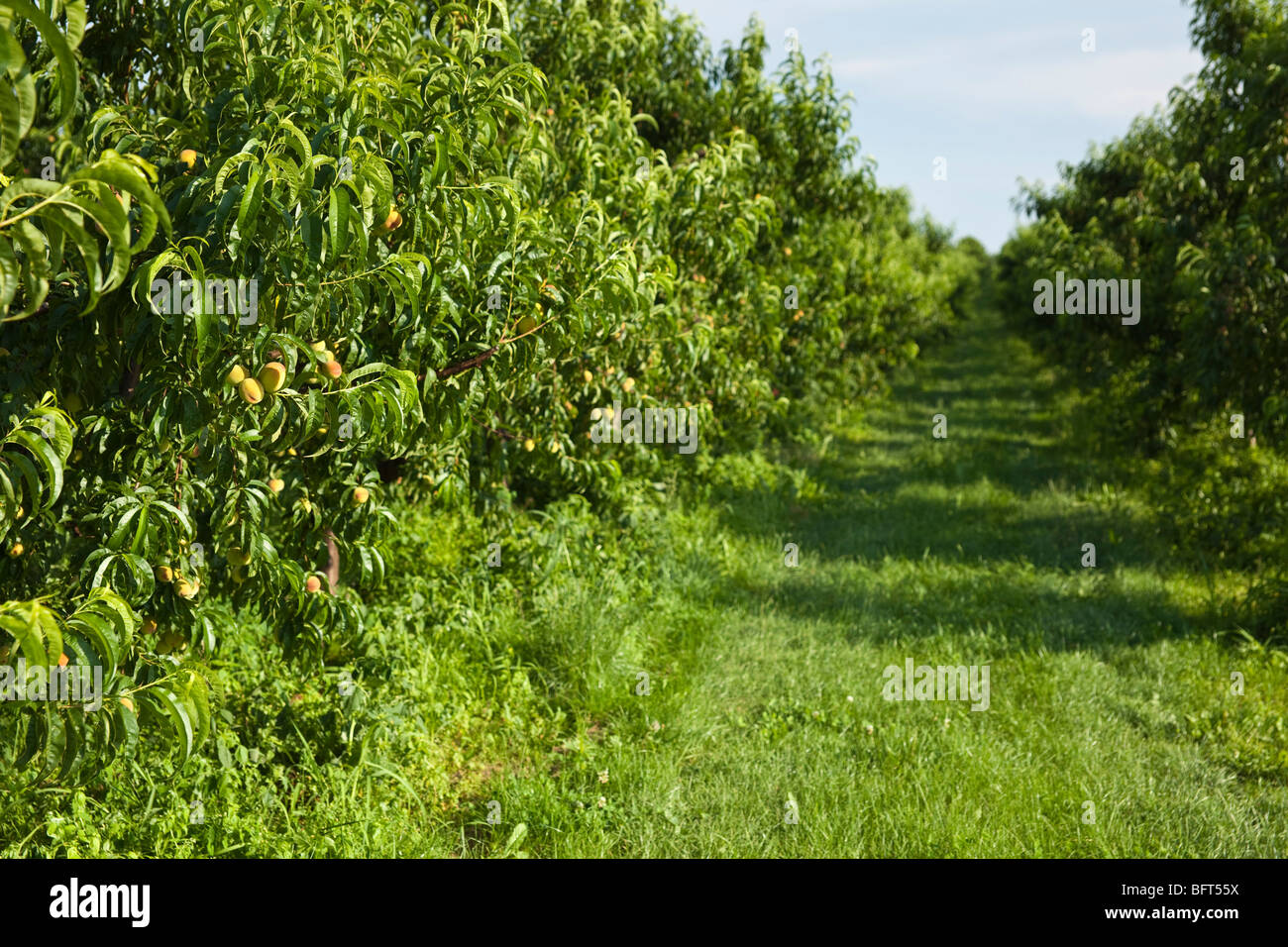 Peach Fruit Orchard High Resolution Stock Photography and Images - Alamy