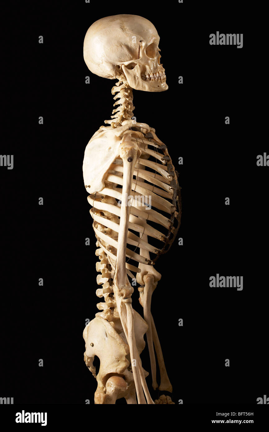 Lateral View of Skeleton Stock Photo - Alamy