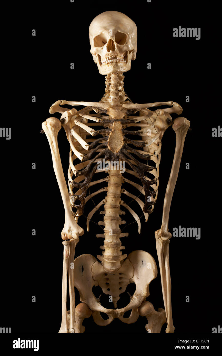 Human being skeleton hi-res stock photography and images - Alamy