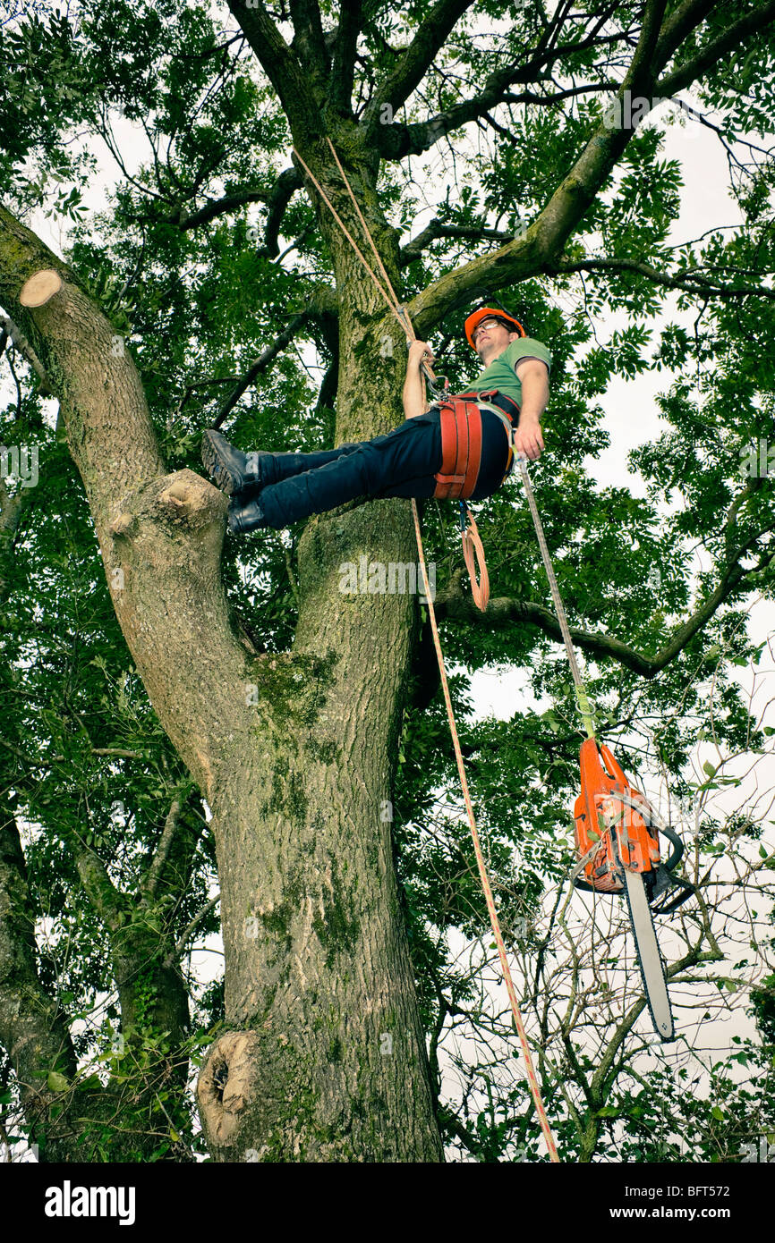 Arborist in Tree, Devon, England Stock Photo - Alamy