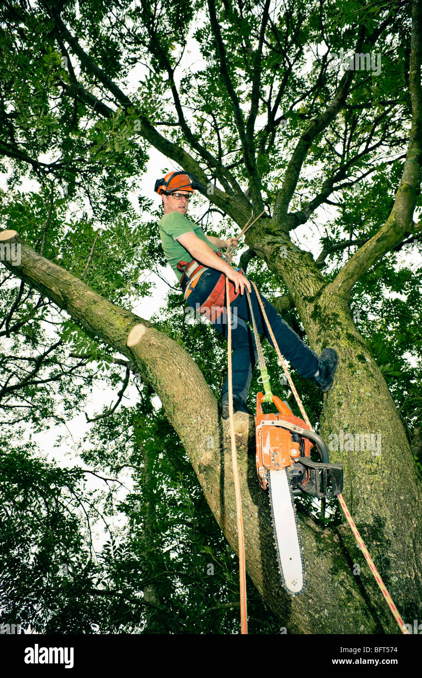 Arborist in Tree, Devon, England Stock Photo - Alamy