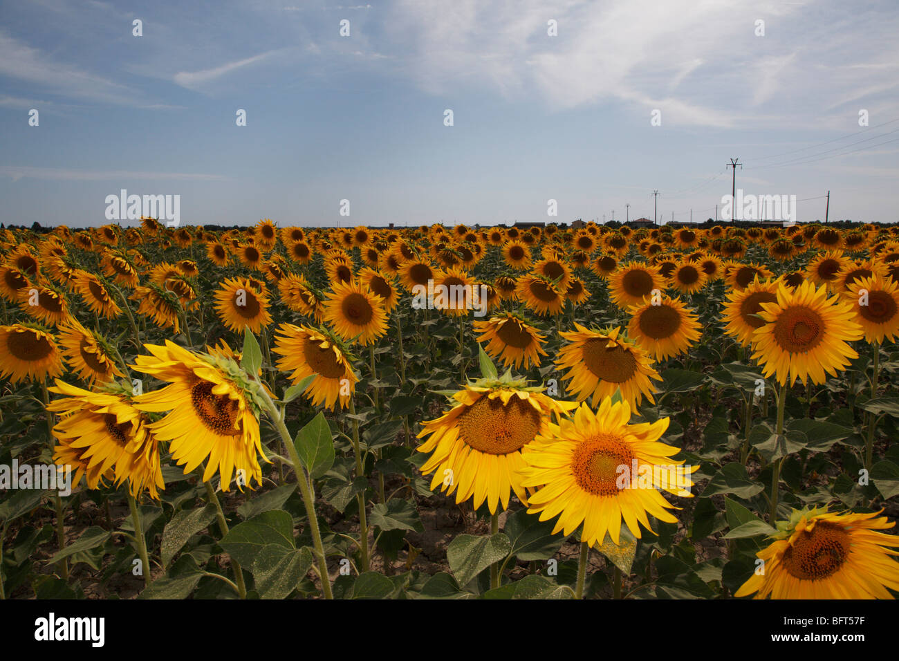 Blue Flower Crop High Resolution Stock Photography and Images - Alamy
