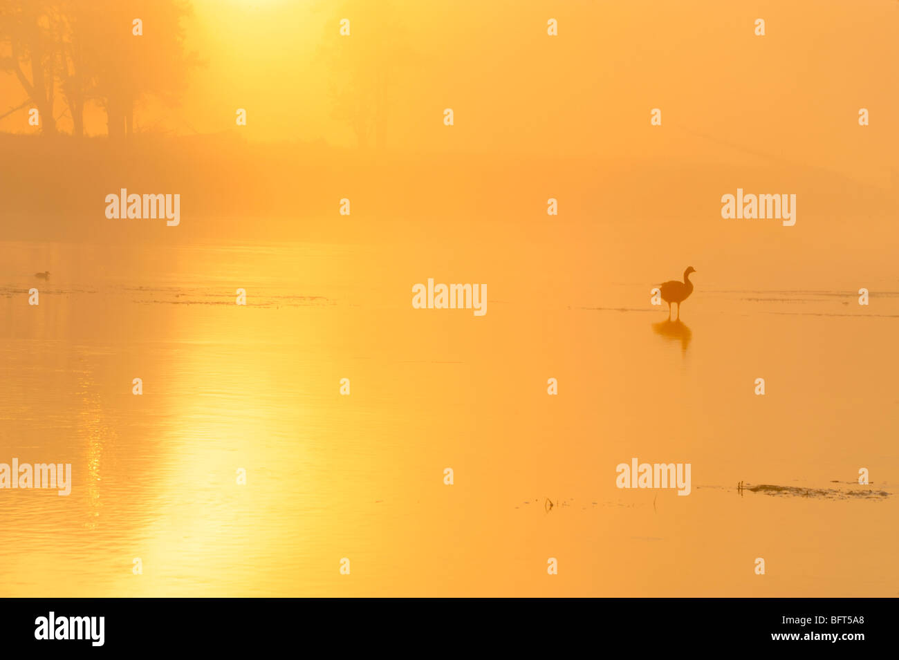 Fog on the Yellowstone River, with loafing Canada goose at sunrise ...
