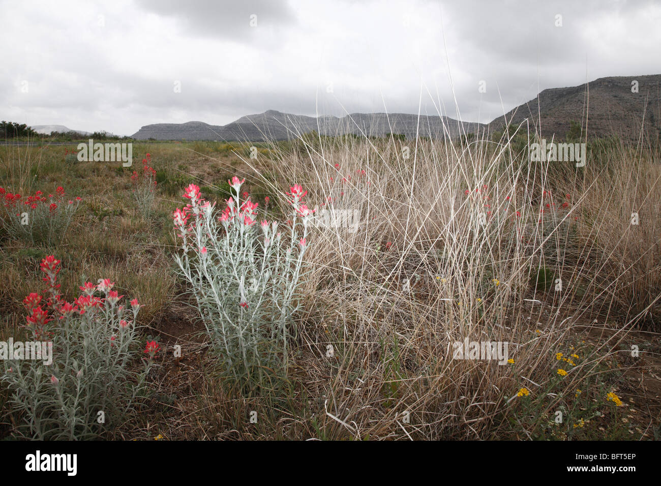 Wildflowers and Plants, Del Rio, Texas, USA Stock Photo - Alamy