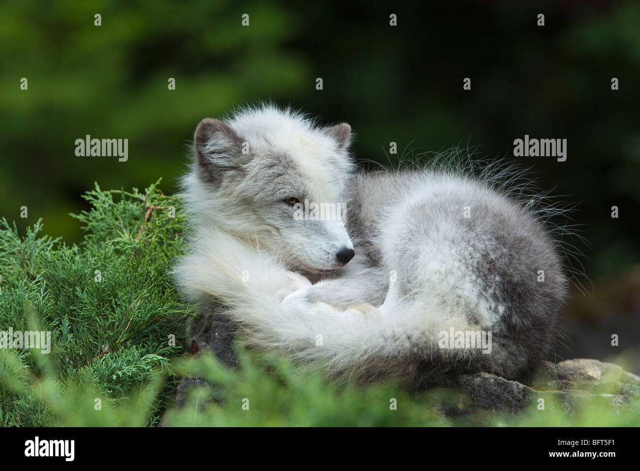 Arctic fox curled hi-res stock photography and images - Alamy