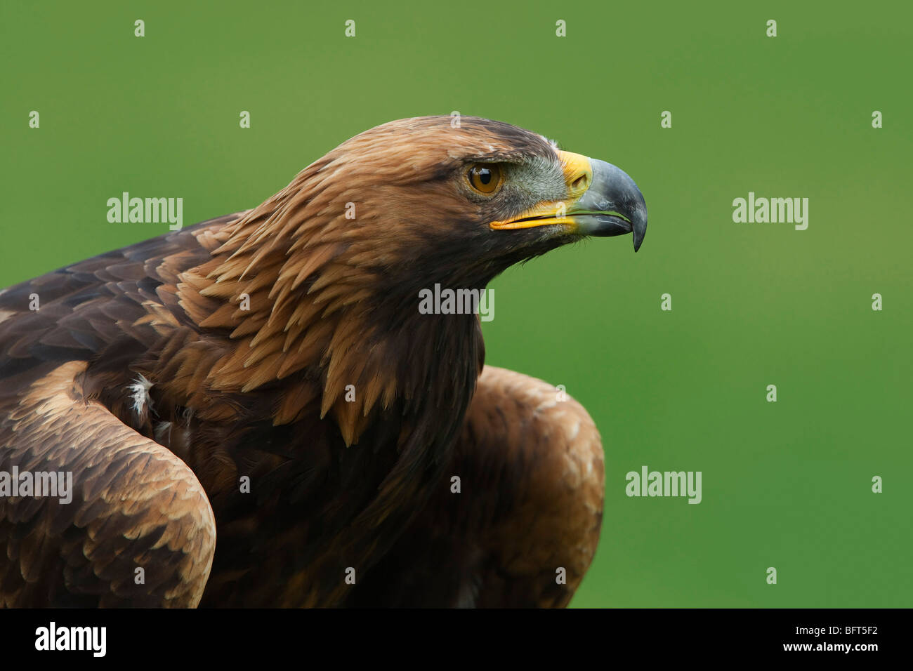 Side profile of golden eagle hi-res stock photography and images - Alamy