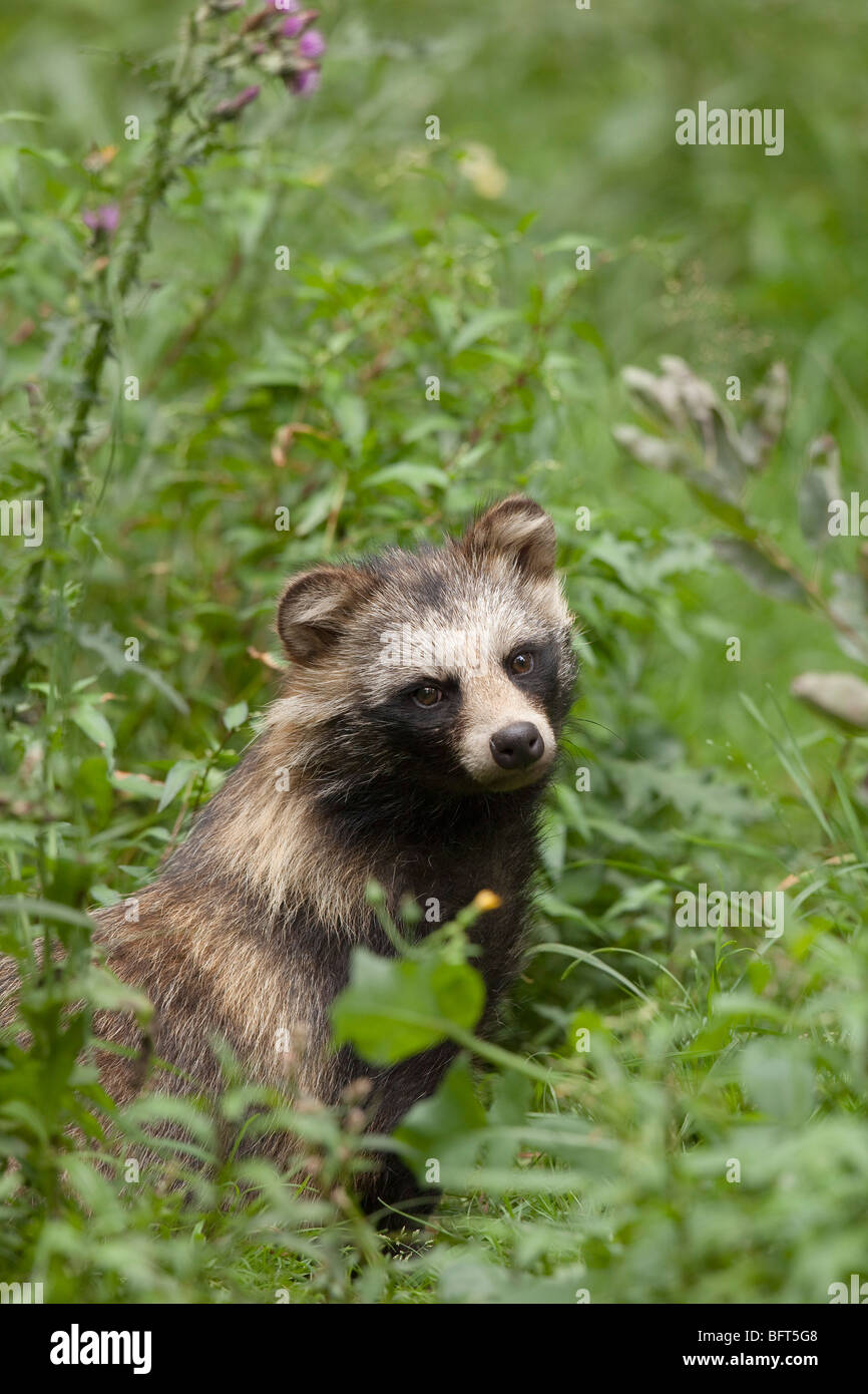 Raccoon dog images hi-res stock photography and images - Alamy