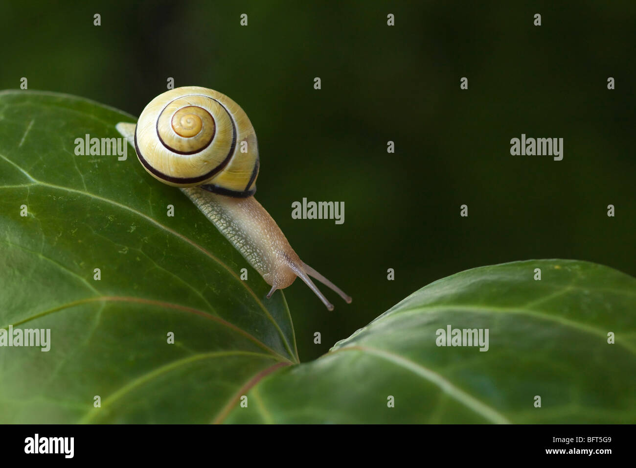 Slime snail without shell hi-res stock photography and images - Alamy
