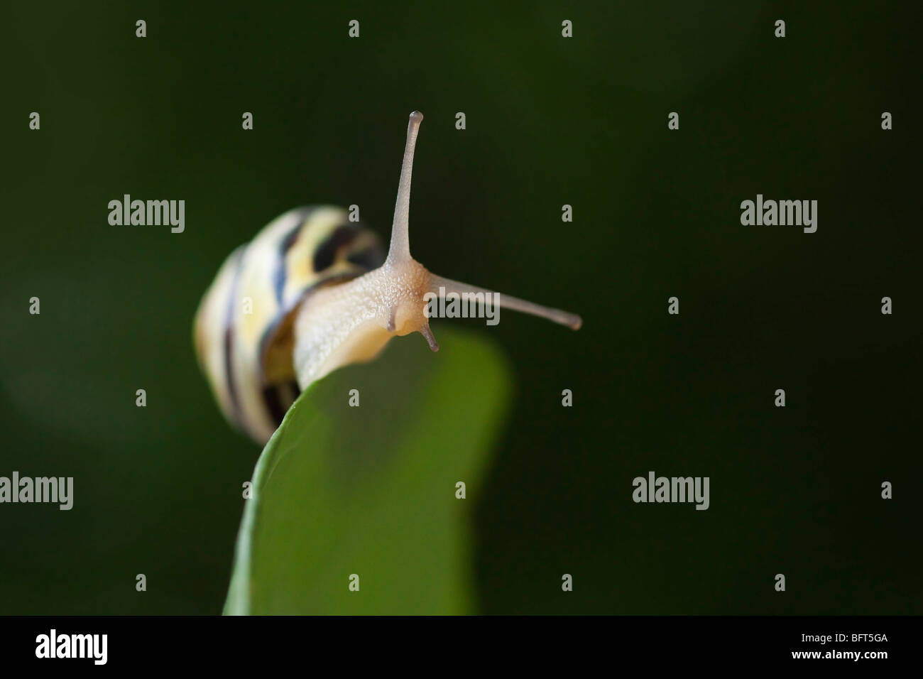 Slime snail without shell hi-res stock photography and images - Alamy