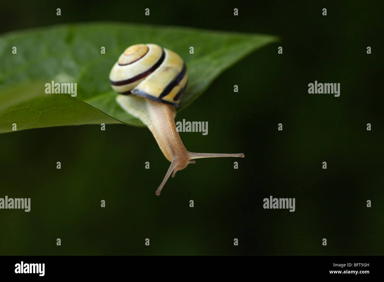 Slime snail without shell hi-res stock photography and images - Alamy