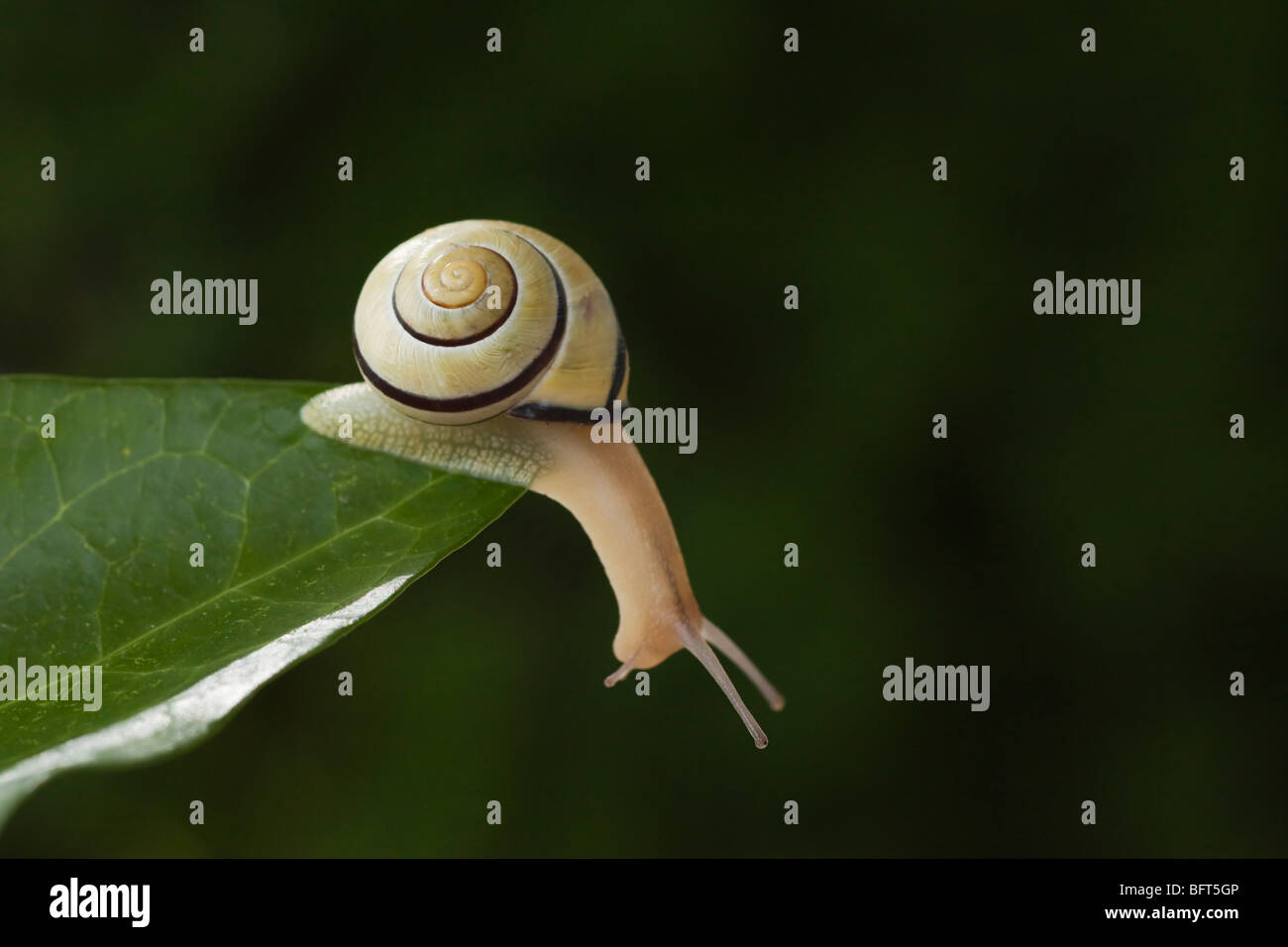 Slime snail without shell hi-res stock photography and images - Alamy