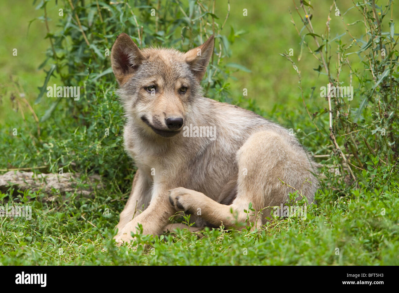 Cute wolf cub hi-res stock photography and images - Alamy