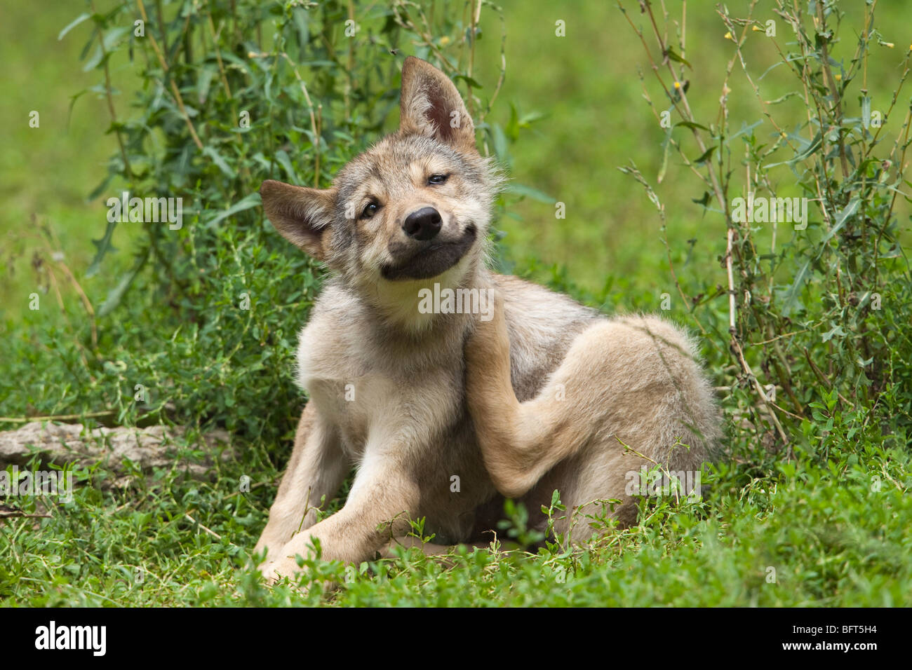 Cute wolf cub hi-res stock photography and images - Alamy
