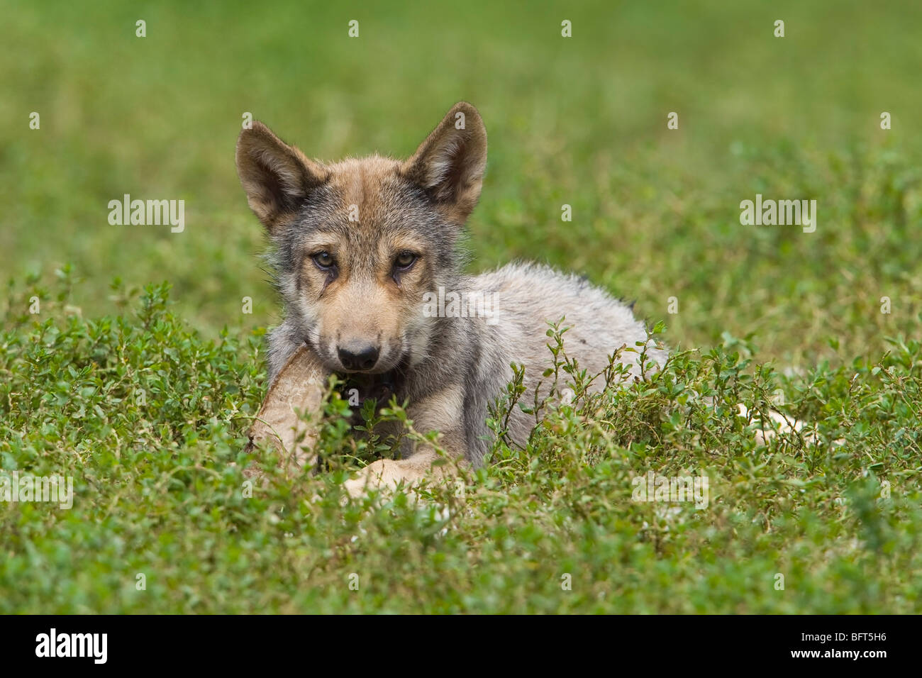 Wolf looking down hi-res stock photography and images - Alamy