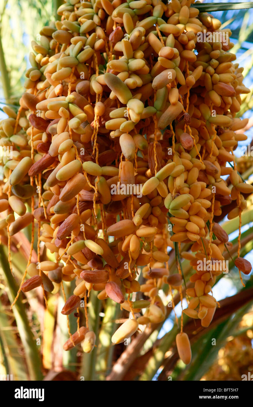 Ripe dates near Aswan, Egypt Stock Photo - Alamy
