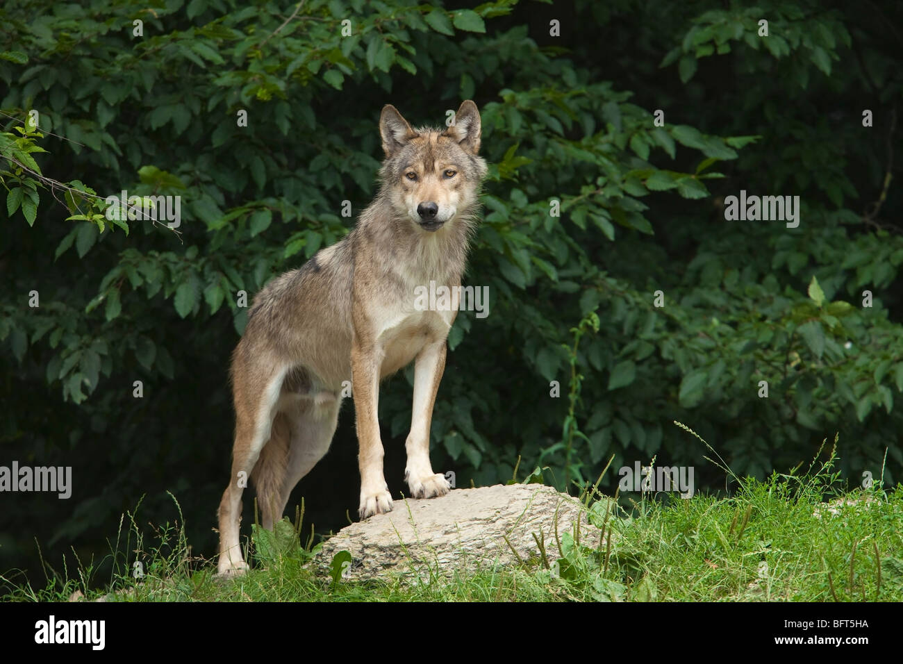 Christina wolf hi-res stock photography and images - Alamy