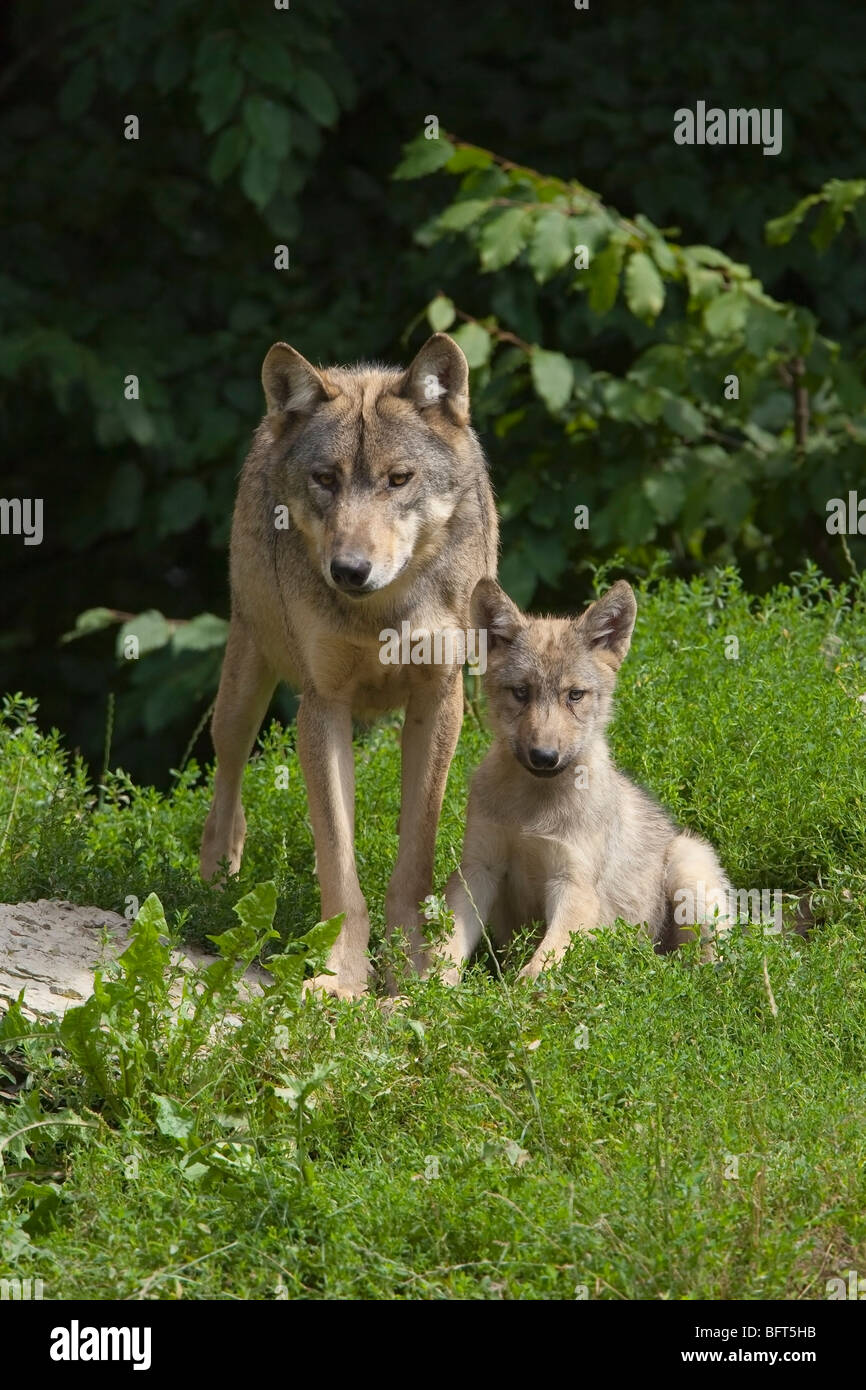 Wolf with Pup Stock Photo - Alamy