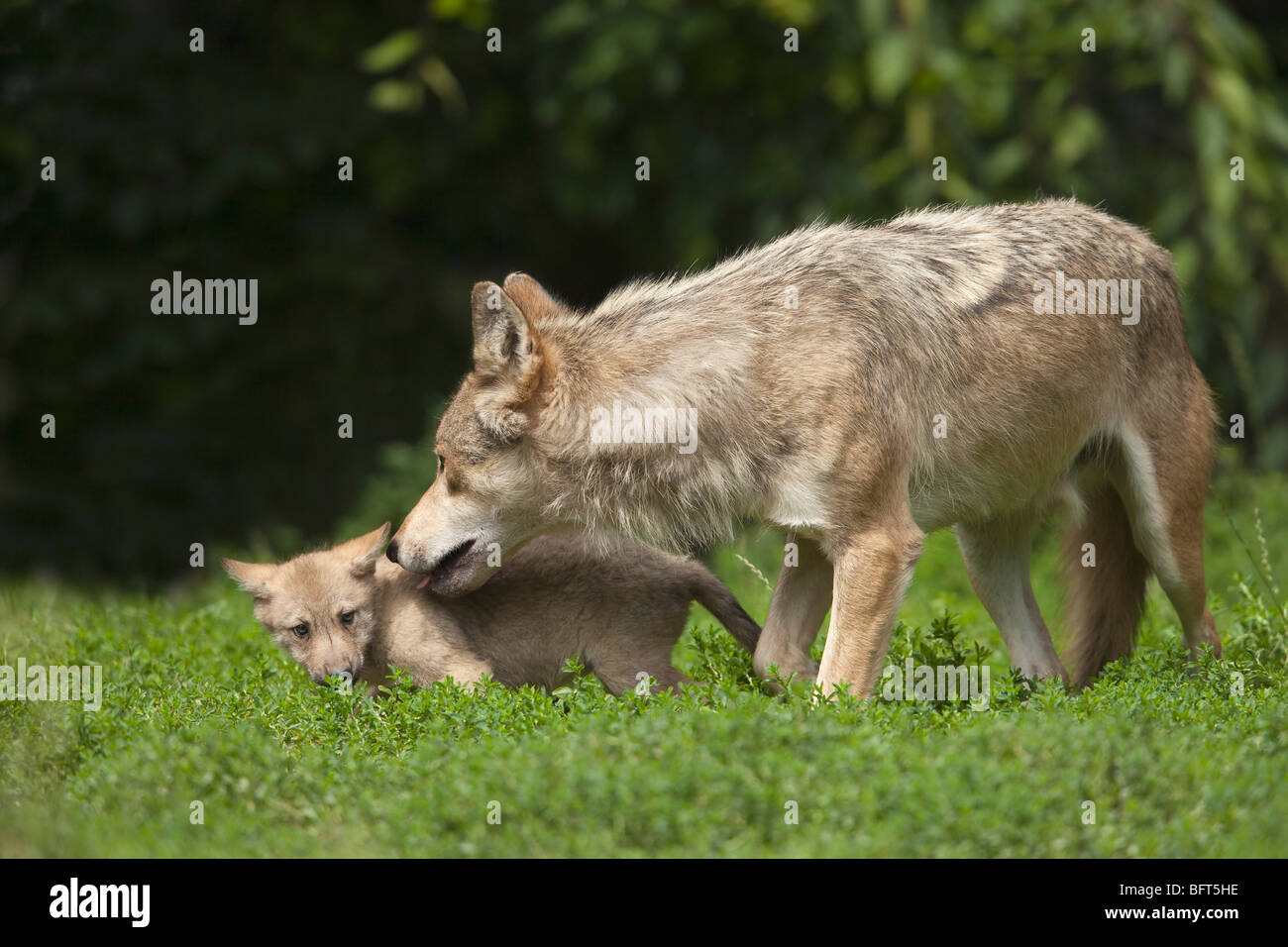 Wolf with Pup Stock Photo - Alamy