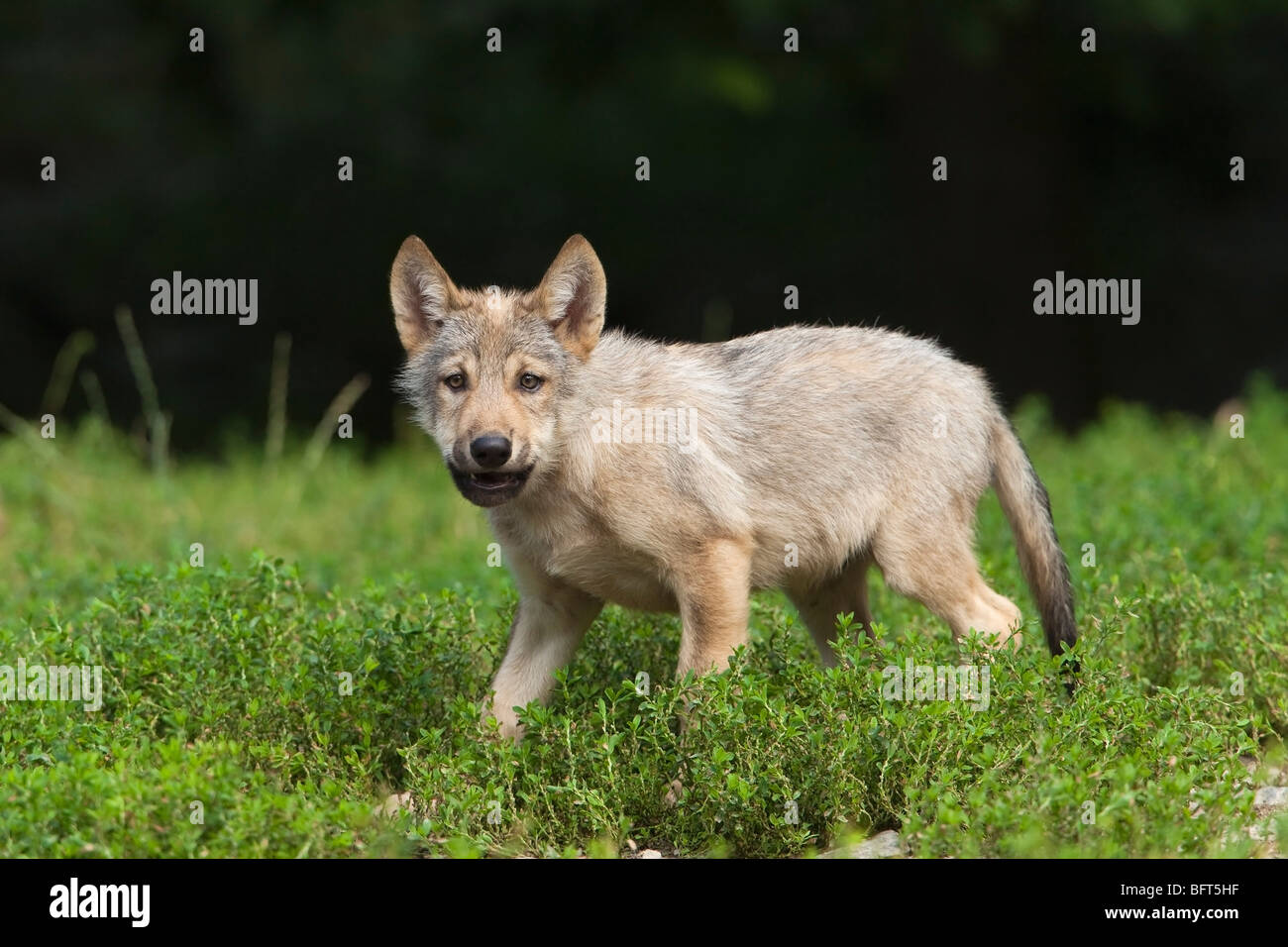 Cute wolf cub hi-res stock photography and images - Alamy