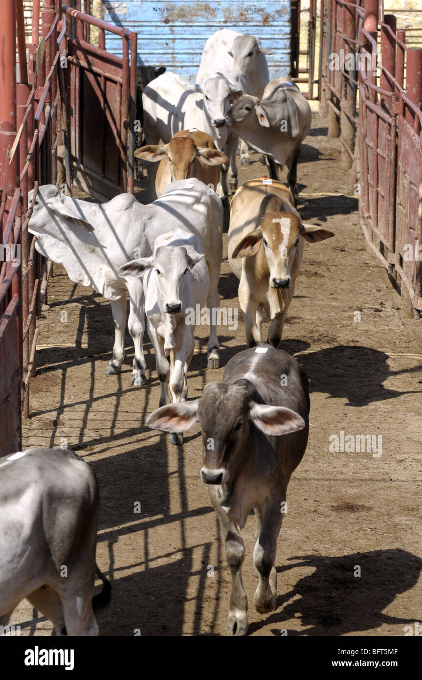 Countryside Cattle Auction Between Chitre And Las Tablas Panama Stock ...