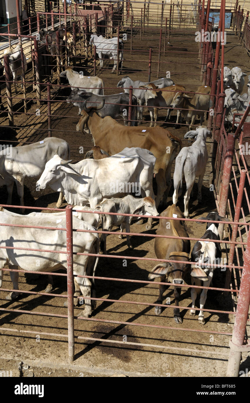 Countryside Cattle Auction Between Chitre And Las Tablas Panama Stock ...