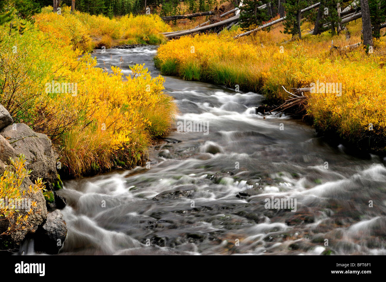 Willows in autumn colour lining the banks of the Gibbon River ...