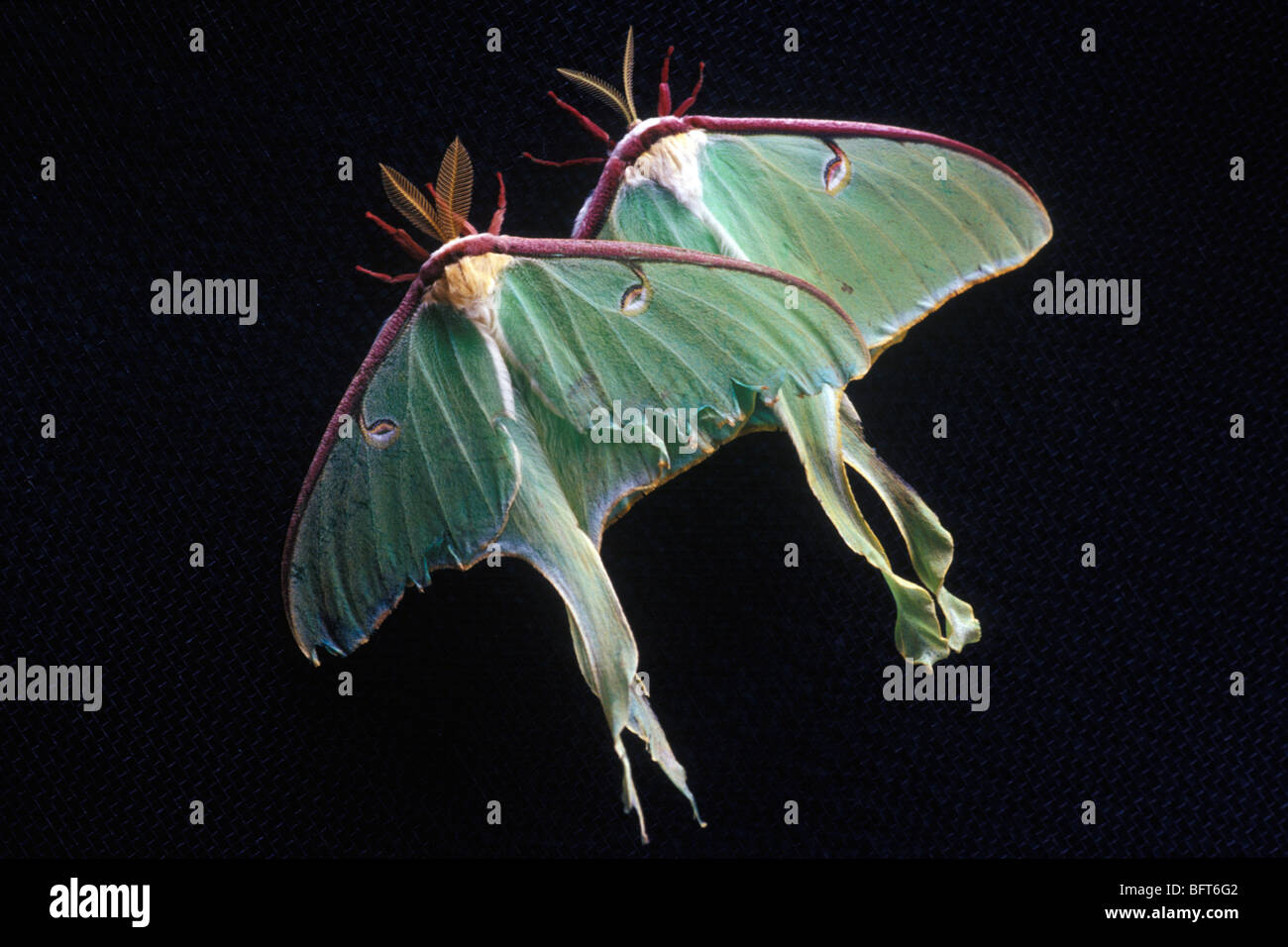 Moths images hi-res stock photography and images - Alamy