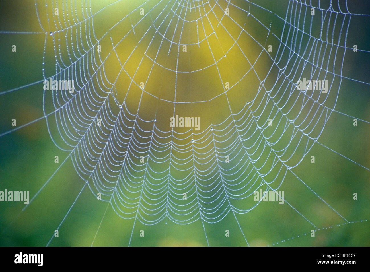 Detailed view delicate spider web hi-res stock photography and images ...