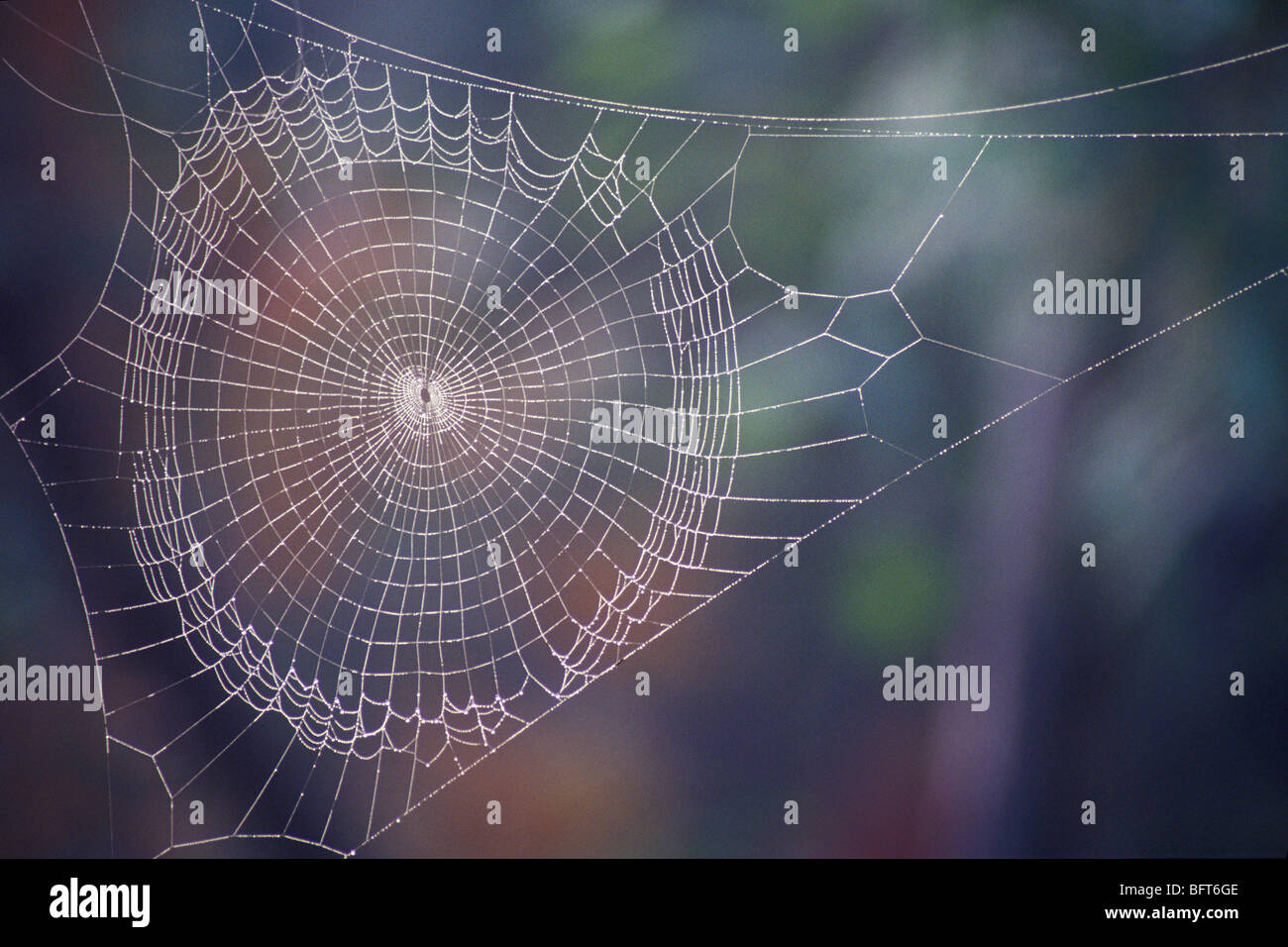 Generic spider hi-res stock photography and images - Alamy