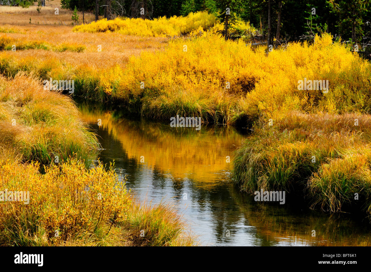 Willows in autumn colour lining the banks of the Gibbon River ...