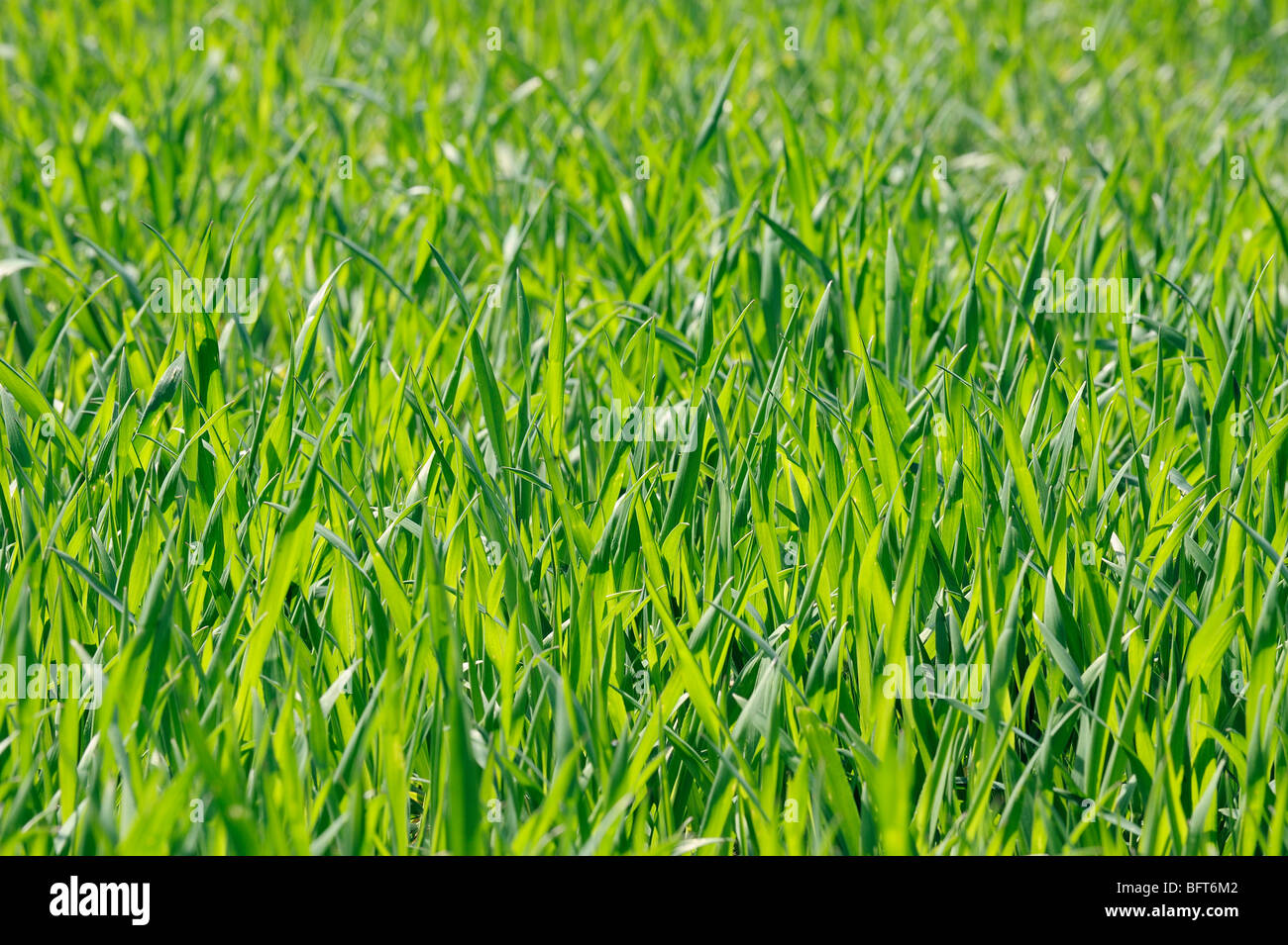 Wheat Field, Bavaria, Germany Stock Photo - Alamy