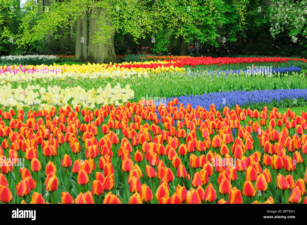 Keukenhof Gardens, Lisse, Holland Stock Photo - Alamy