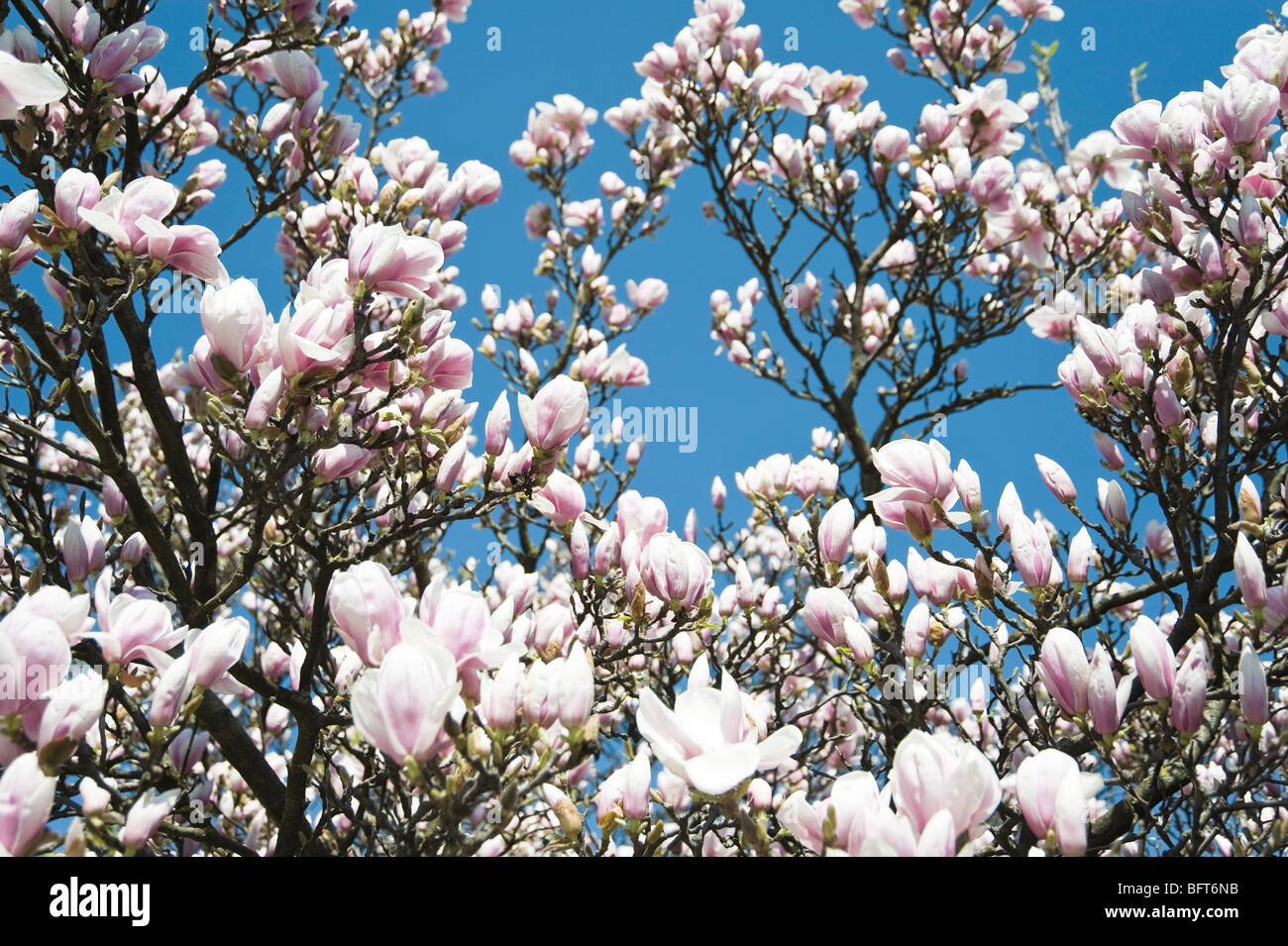 Close up budding magnolia tree hi-res stock photography and images - Alamy