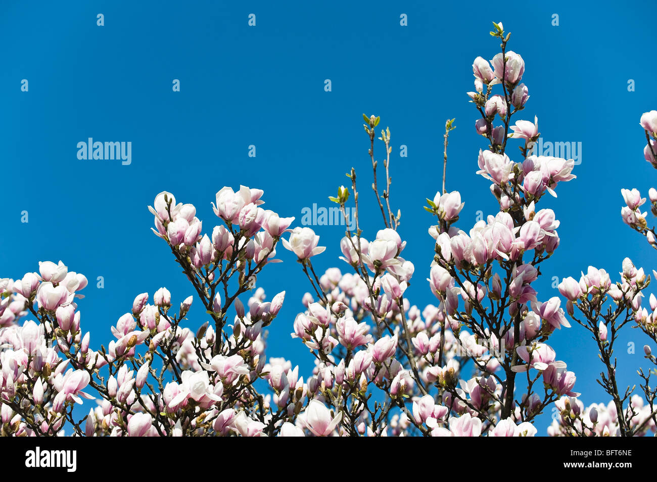 Magnolia canopy hi-res stock photography and images - Alamy