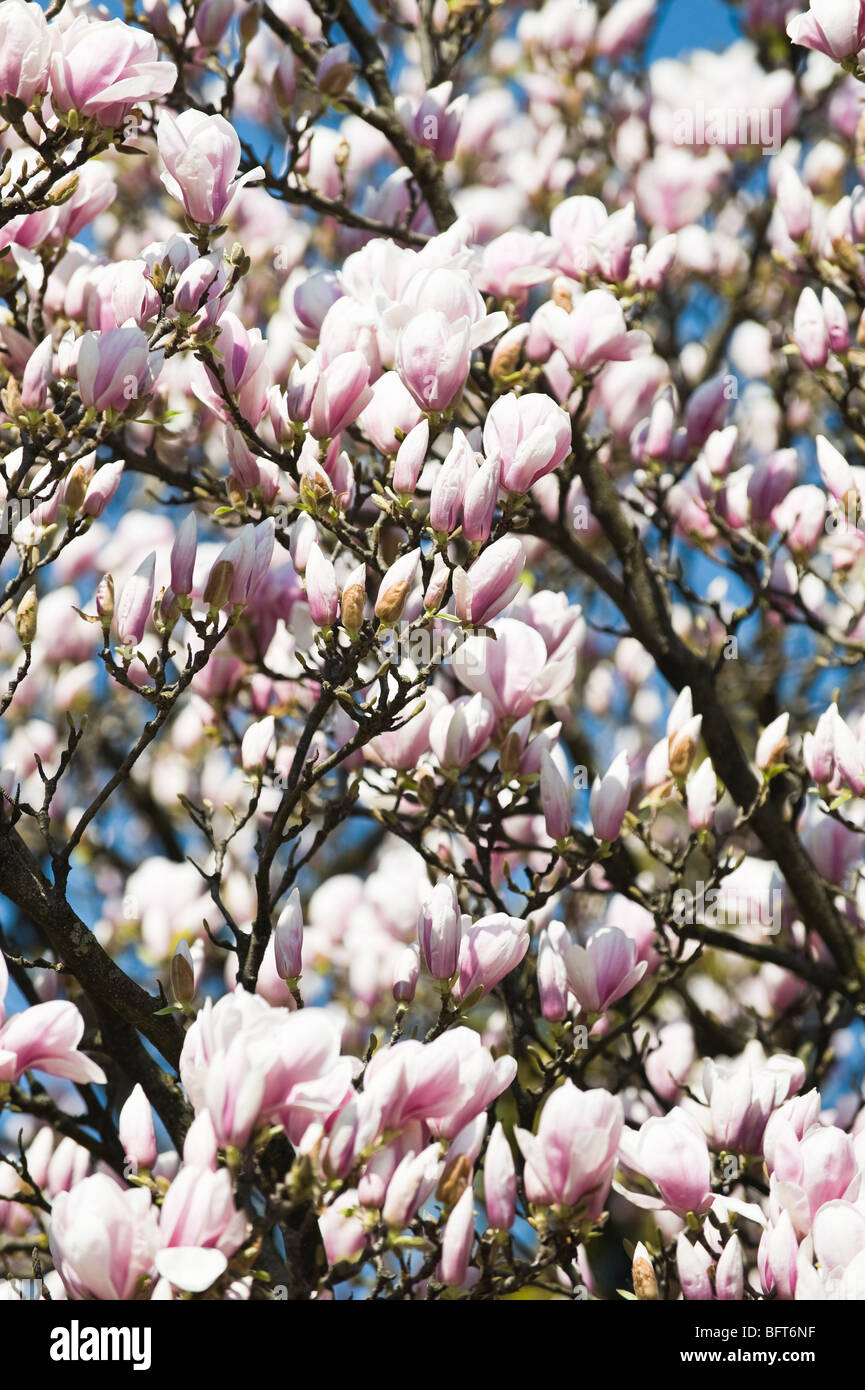 Close up budding magnolia tree hi-res stock photography and images - Alamy