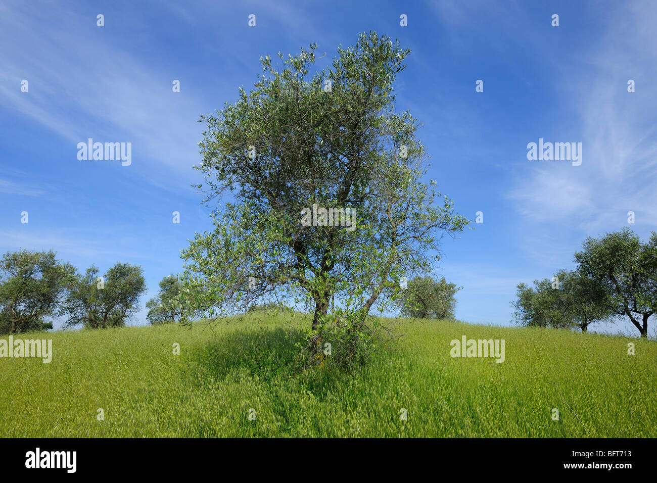 Olive Trees, Crete Senesi, Siena Province, Tuscany, Italy Stock Photo ...