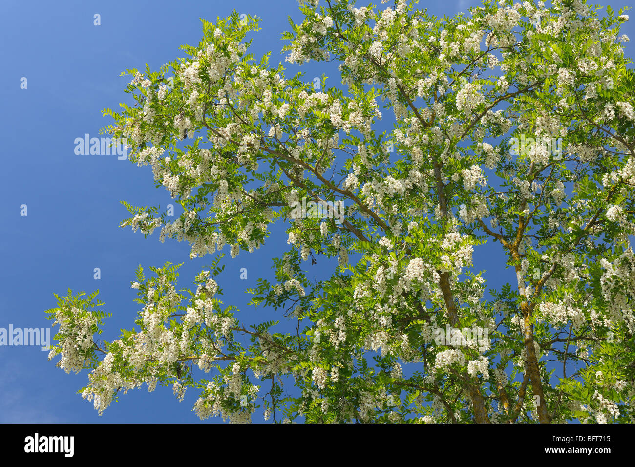 Black locust tree hi-res stock photography and images - Alamy