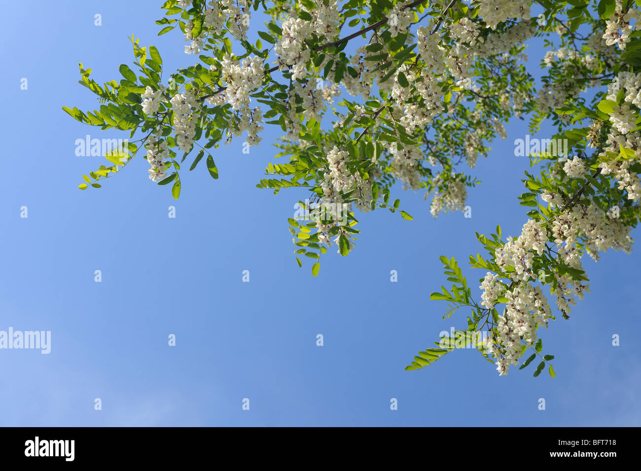 Black locust tree hi-res stock photography and images - Alamy