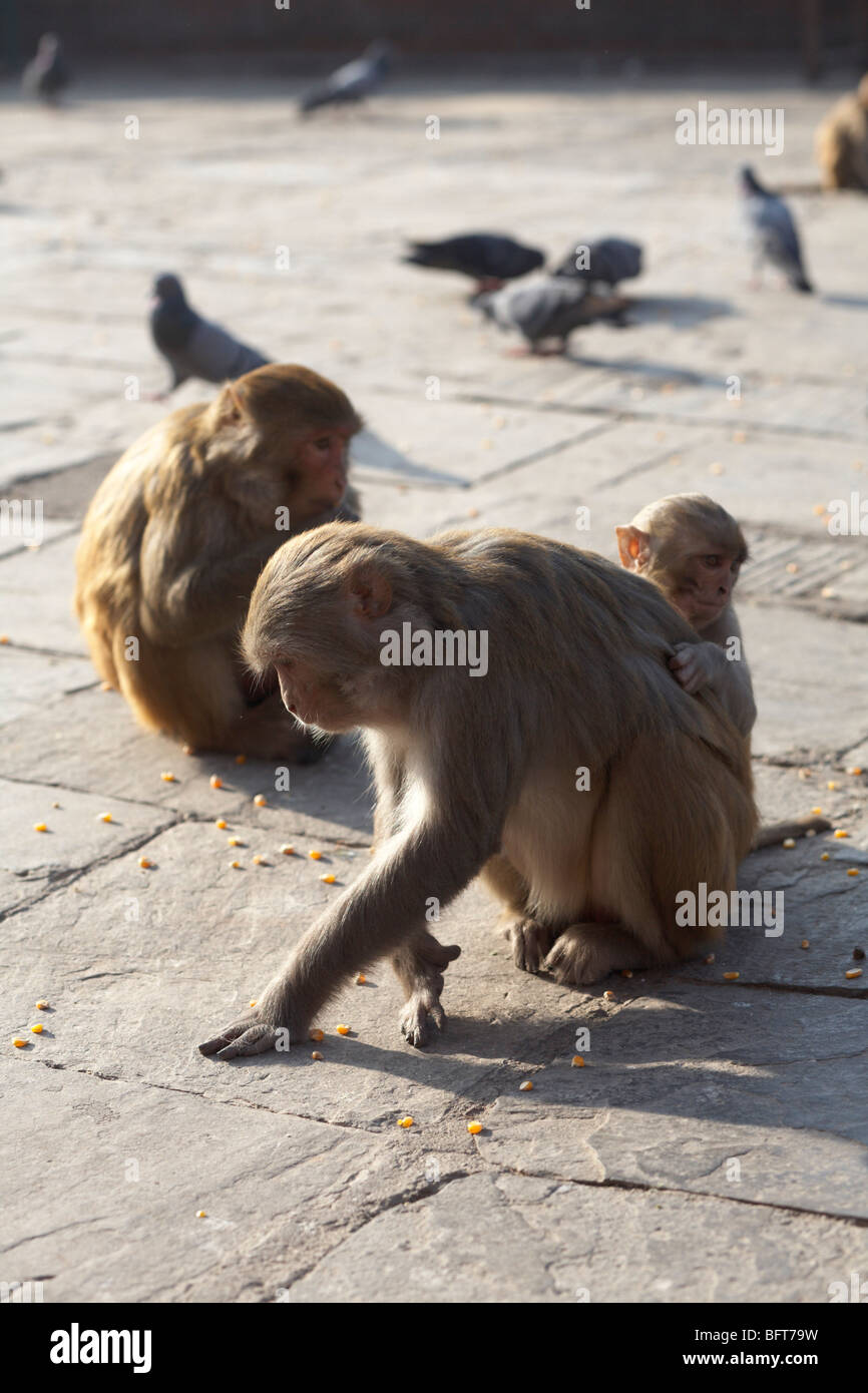 Nepalese monkeys hi-res stock photography and images - Alamy