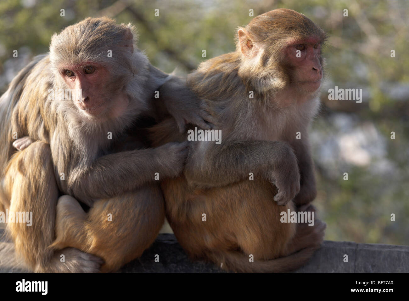 Monkeys at Monkey Temple, Kathmandu, Nepal Stock Photo - Alamy