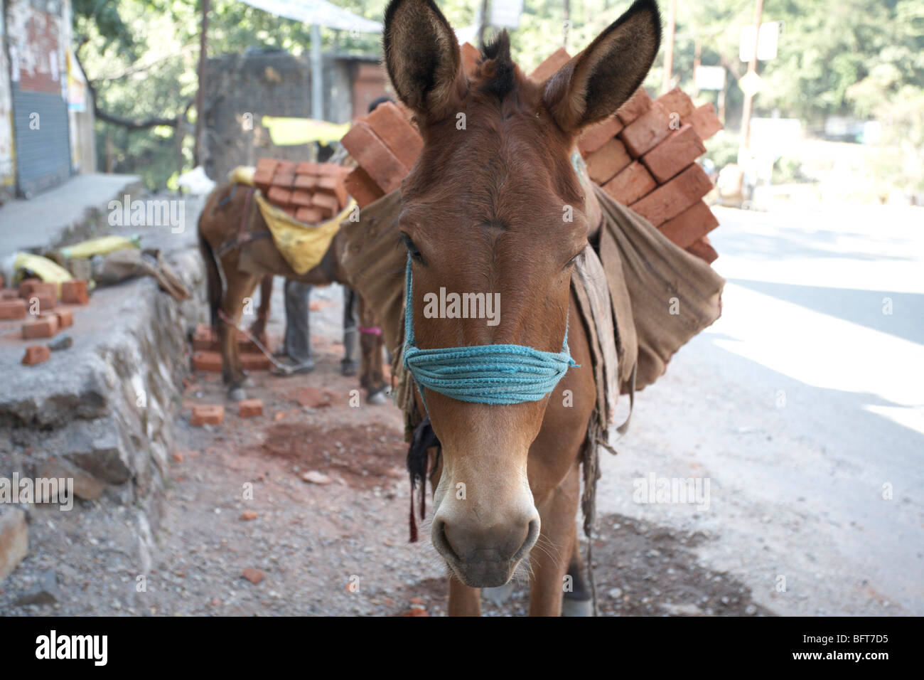 Donkeys Carrying Bricks, Rishikesh, Uttarakhand, India Stock Photo - Alamy