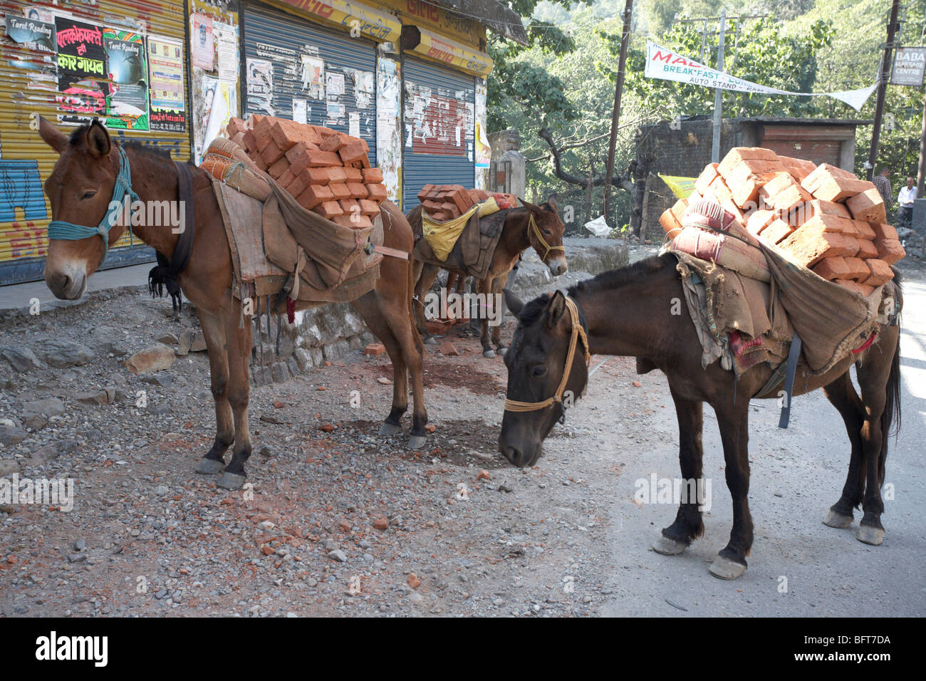 Donkeys Carrying Bricks, Rishikesh, Uttarakhand, India Stock Photo - Alamy