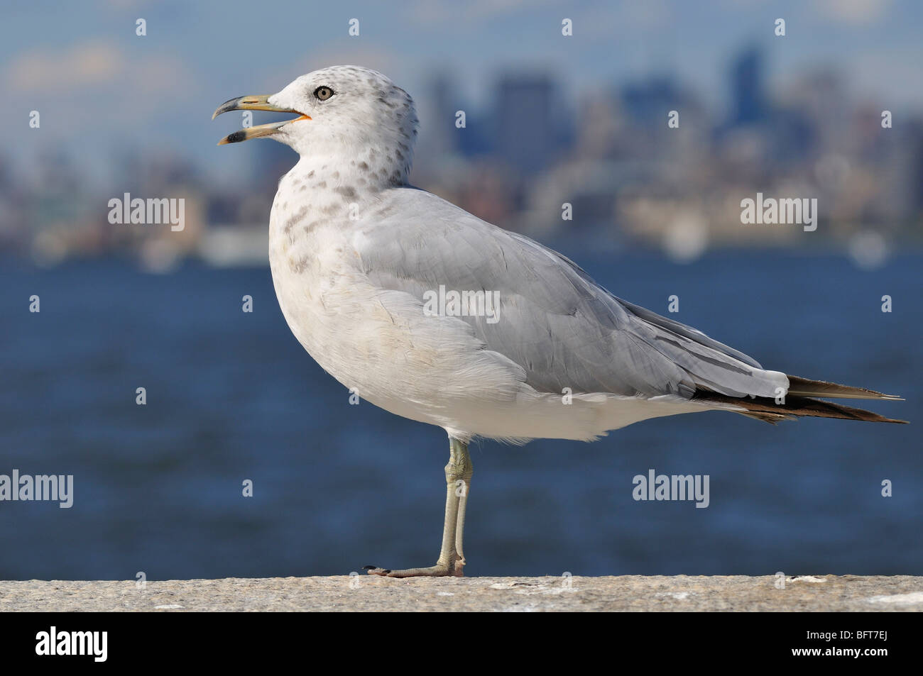 Gull whole bird hi-res stock photography and images - Alamy
