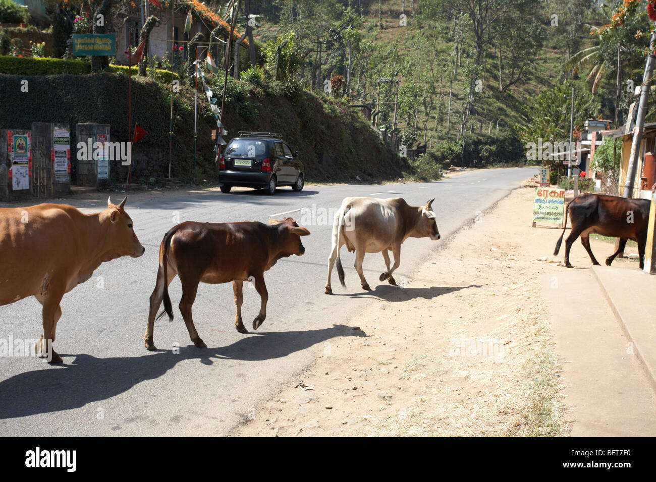 Cattle on Road, Kerala, India Stock Photo - Alamy