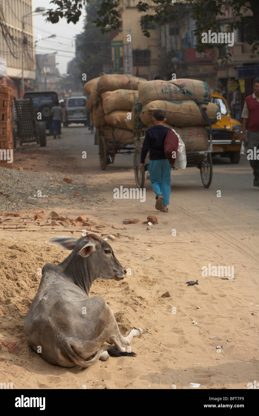 Cow on Side of Road, Calcutta, India Stock Photo - Alamy