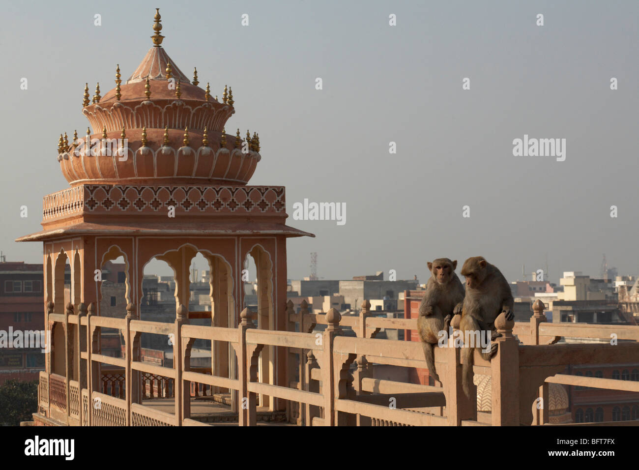 Monkeys at Hawa Mahal, Jaipur, Rajasthan, India Stock Photo - Alamy